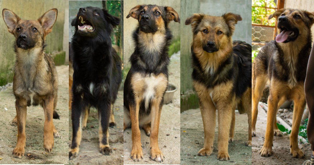 Возьмите подростка? | Пух, Зита, Гита, Уголёк, Искорка